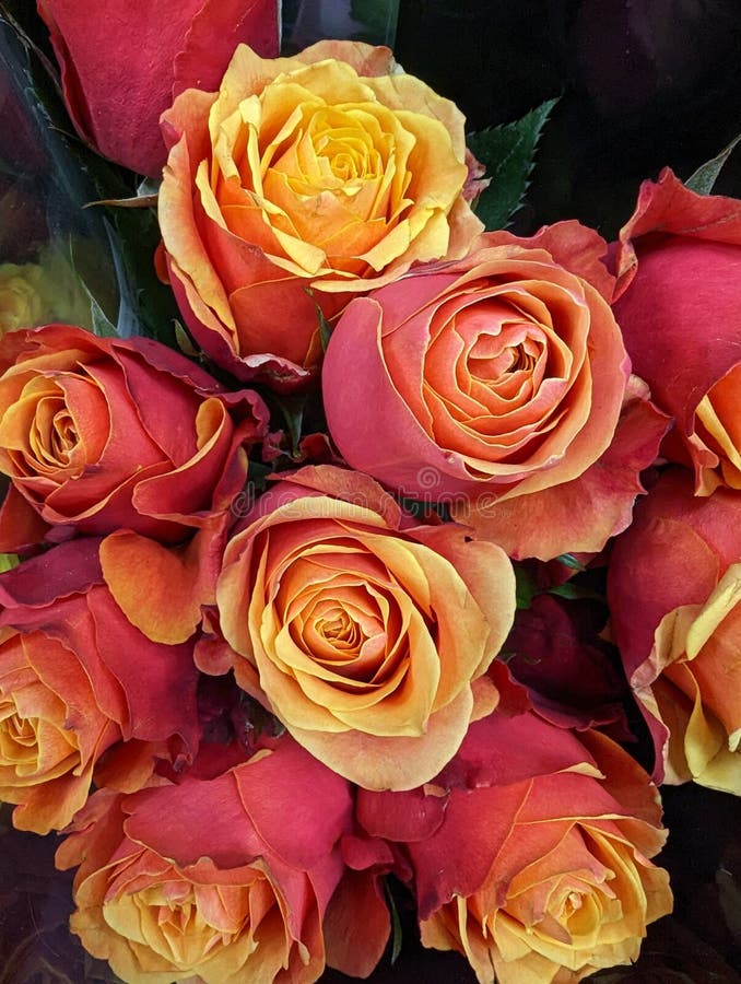 One Dozen Orange Roses stock image. Image of purple - 265069443