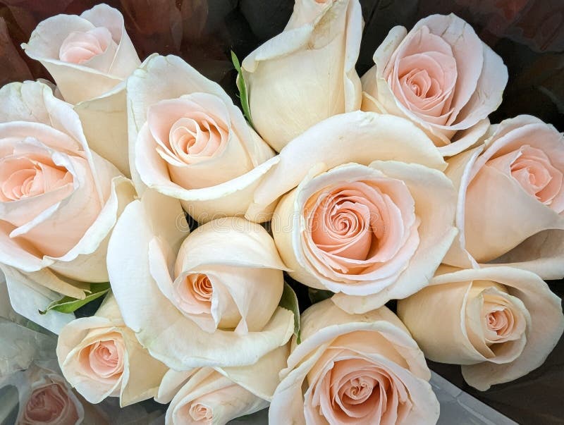 One dozen white roses stock photo. Image of rose, petal - 265069440