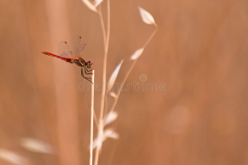 One Dragonfly Resting on a Plant Stock Image - Image of defocused ...
