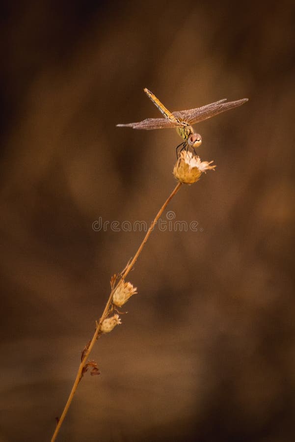 One Dragonfly Resting on a Plant Stock Image - Image of dragonflies ...
