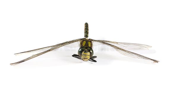 One Dragonfly Isolated on White. Beautiful Insect Stock Photo - Image ...