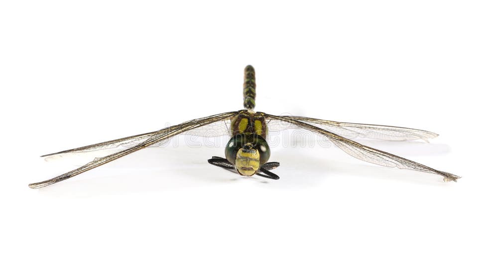 One Dragonfly Isolated on White. Beautiful Insect Stock Photo - Image ...