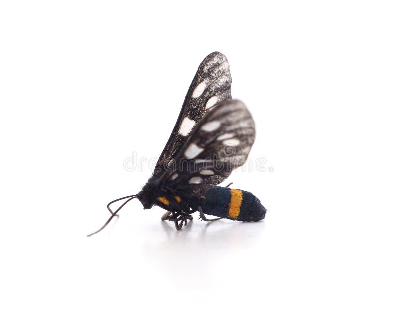 One dried butterfly stock photo. Image of metamorphosis - 229079016