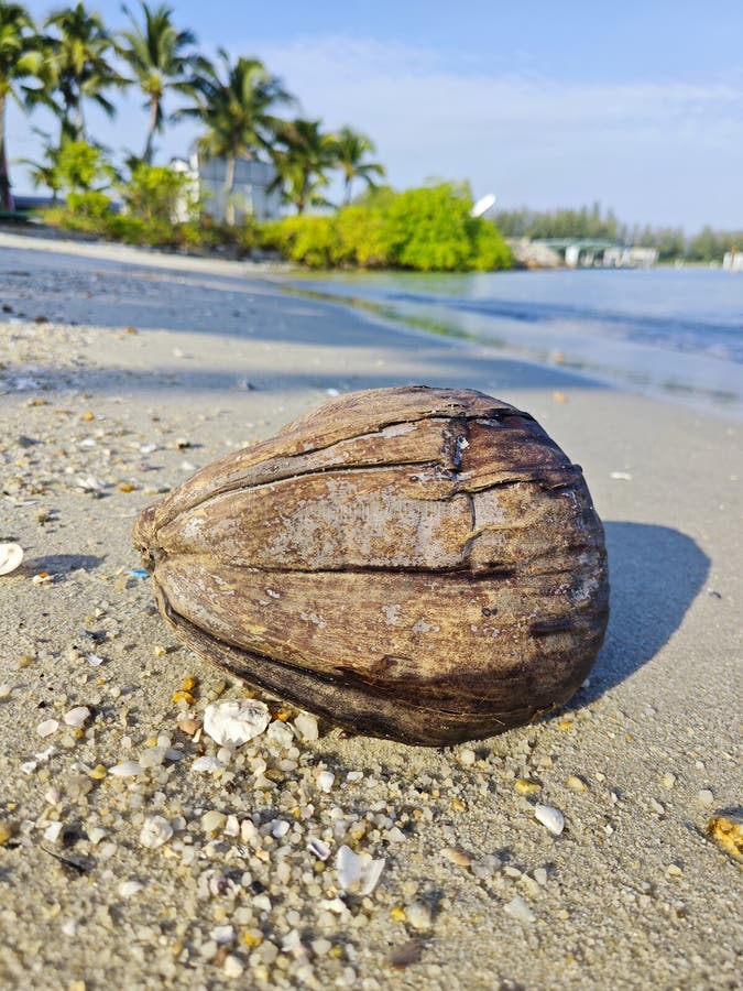 One Dried Coconut Fruit Laying by the Beach. Stock Image - Image of ...