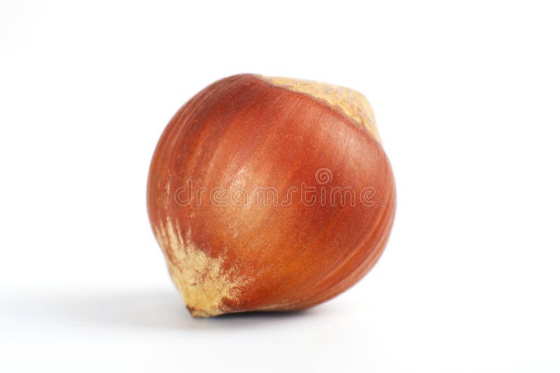 One Hazelnut Stock Photos - Download 2,195 Royalty Free Photos