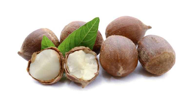 One Hazelnut Isolated on White Background Macro. Stock Image - Image of ...