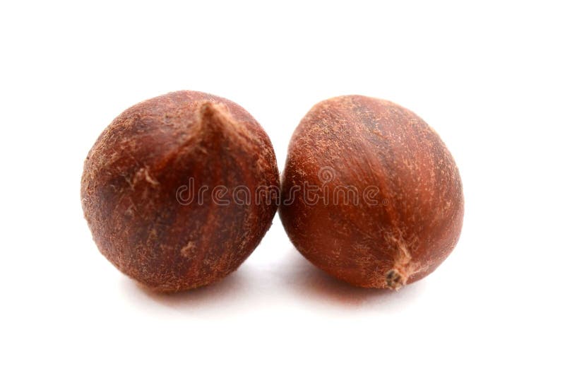 One Hazelnut Isolated on White Background Macro. Stock Image - Image of ...