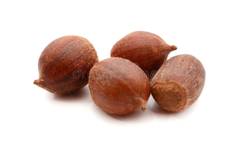 One Hazelnut Isolated on White Background Macro. Stock Image - Image of ...