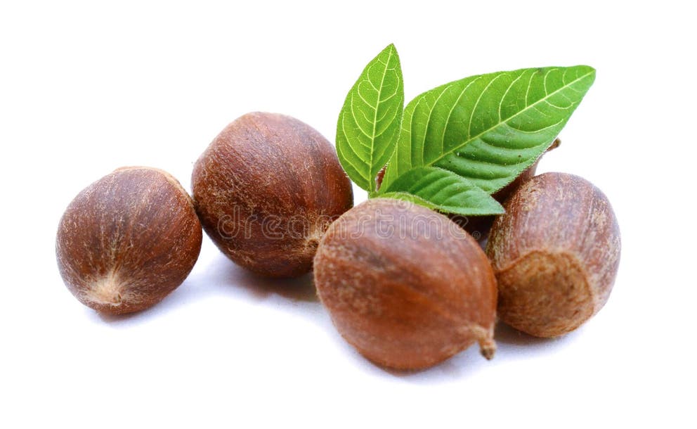 One Hazelnut Isolated on White Background Macro. Stock Image - Image of ...