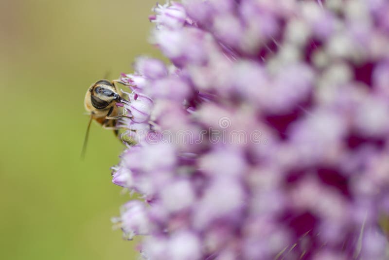One Drone Fly Gathering Pollen. Stock Image - Image of petal, flower ...
