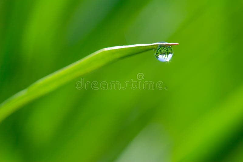 Water drop stock photo. Image of drip, morning, weed, field - 2180316