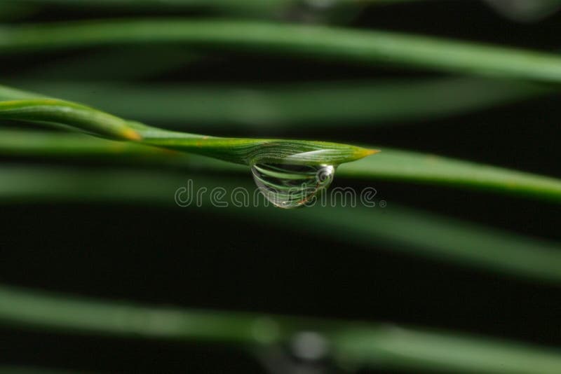 One drop of dew stock photo. Image of natural, spring - 89089300