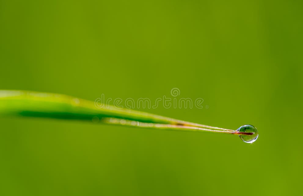One drop stock image. Image of beautiful, rain, raindrop - 98200943