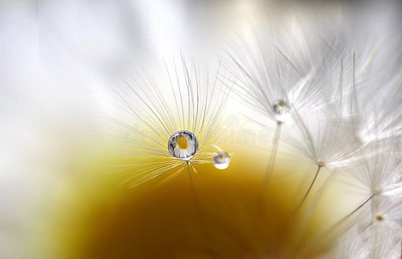One drop on the flower stock image. Image of macro, closeup - 97446163