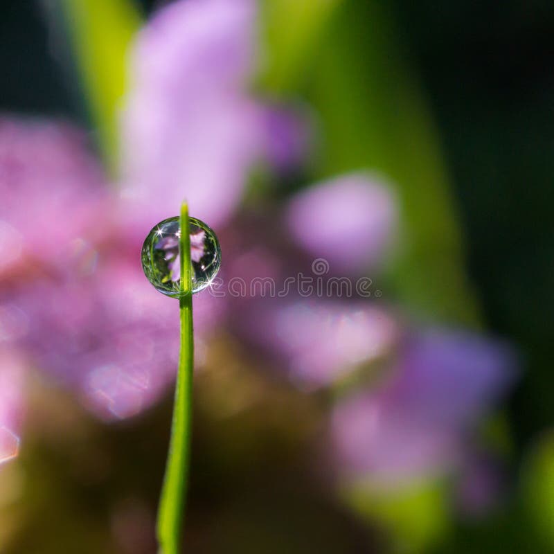 One drop of water stock image. Image of nature, isolated - 67420607