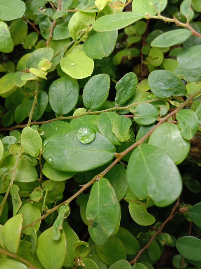 One drop water stock photo. Image of blossom, green - 198213282