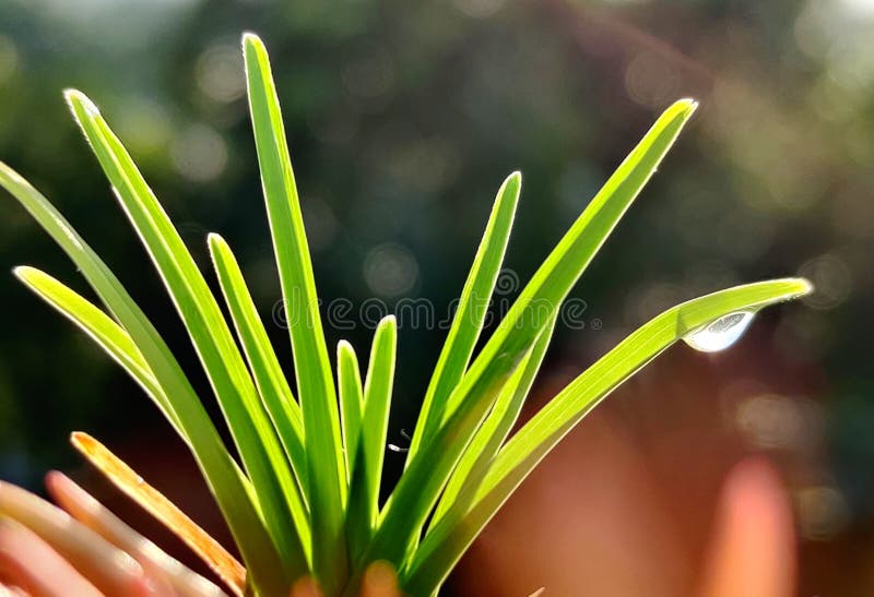 One drop of water stock image. Image of lawn, branch - 192942509