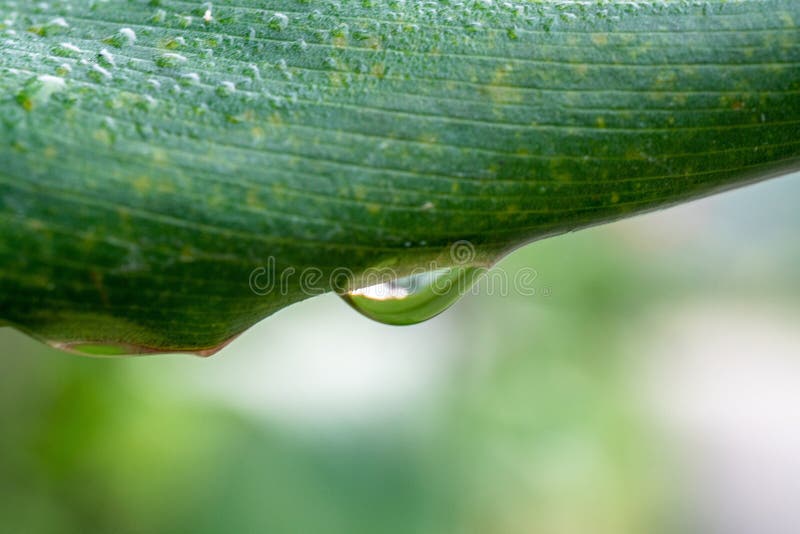 One drop only will fall stock image. Image of purity - 113616711