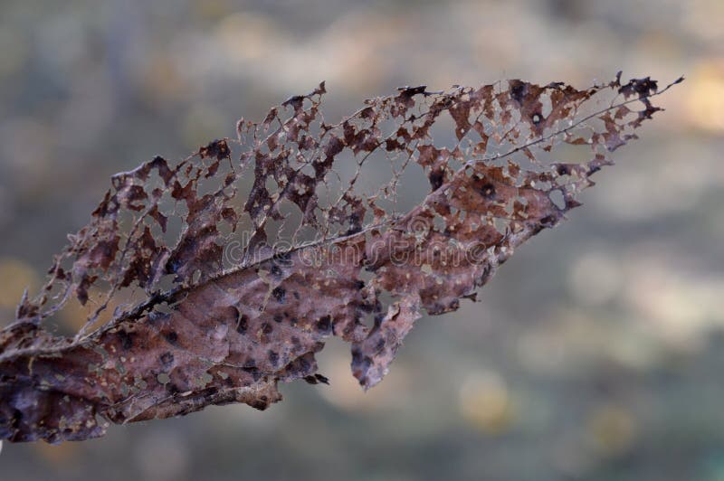 Dry brown autumn leaf stock photo. Image of colors, leaf - 162813026