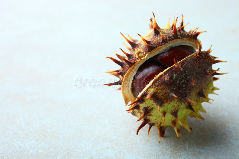 One Dry Chestnut in a Prickly Shell Stock Image - Image of space, close ...