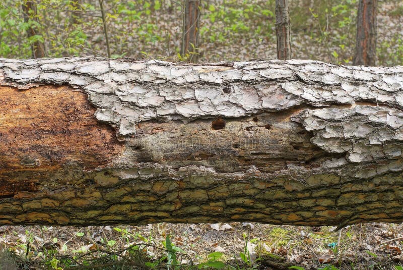 One Dry Fallen Brown Pine Tree with Pieces of Bark Stock Photo - Image ...