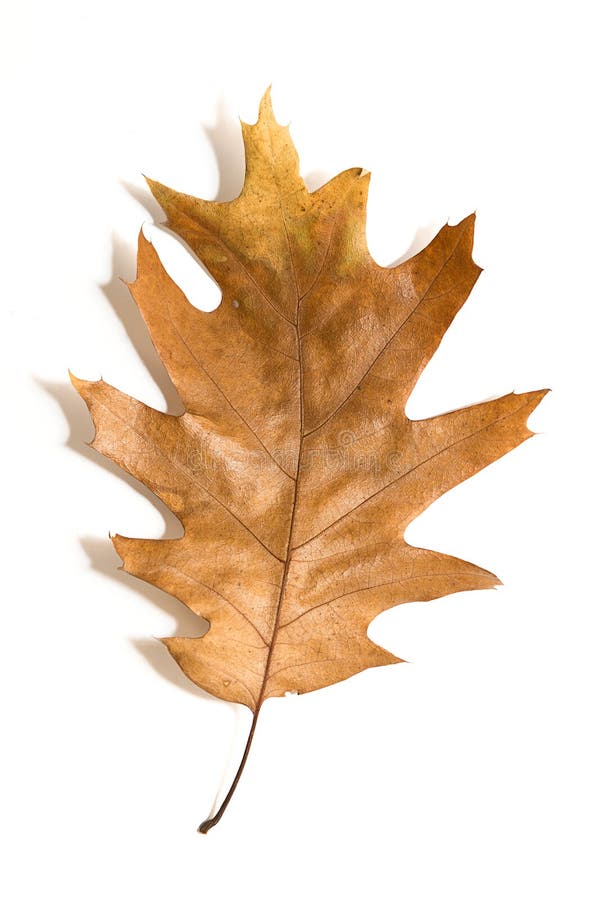 One Dry Fallen Oak Leaf on White Stock Image - Image of leaf, ochre ...