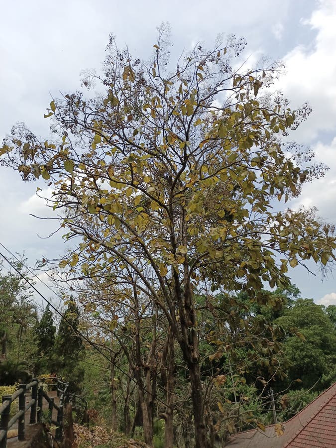 One dry tree stock photo. Image of leaf, park, garden - 232380498