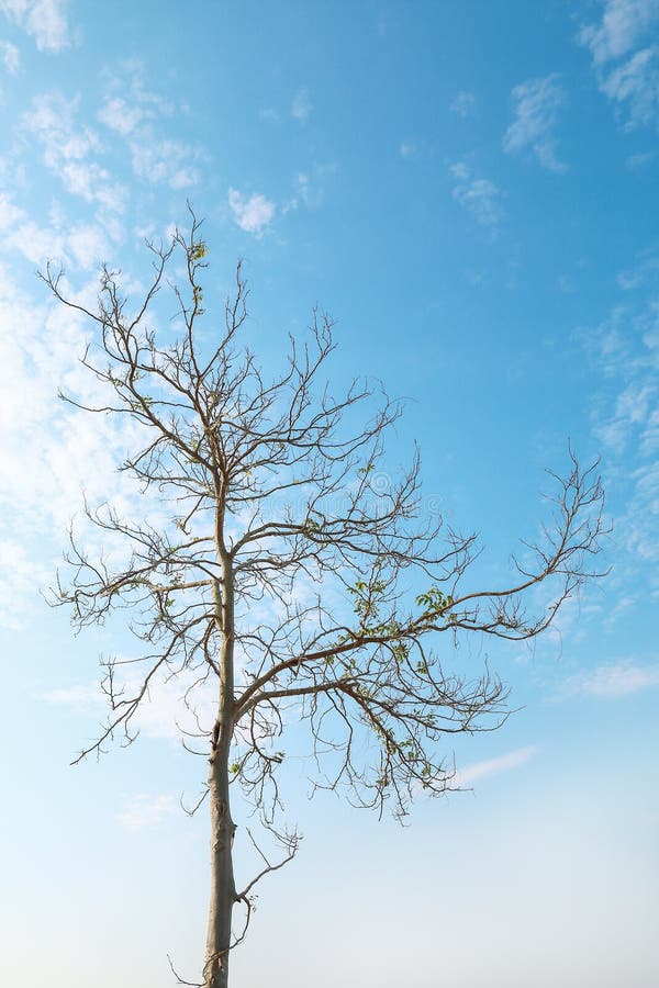 One dry tree on blue sky stock photo. Image of natural - 89179468