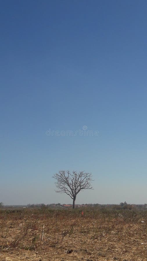 One dry tree stock image. Image of indonesia, tree, city - 287625021