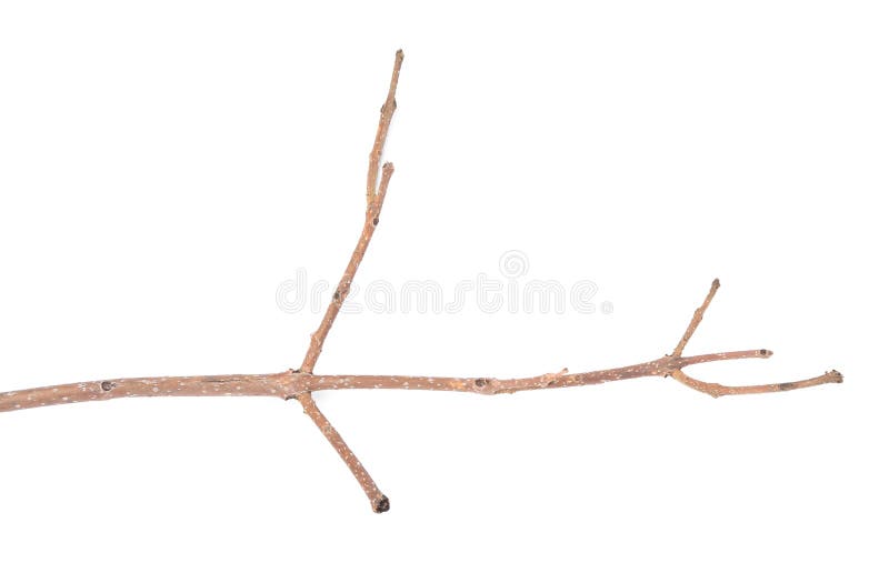 One Dry Tree Twig Isolated on White Stock Image - Image of botanic ...