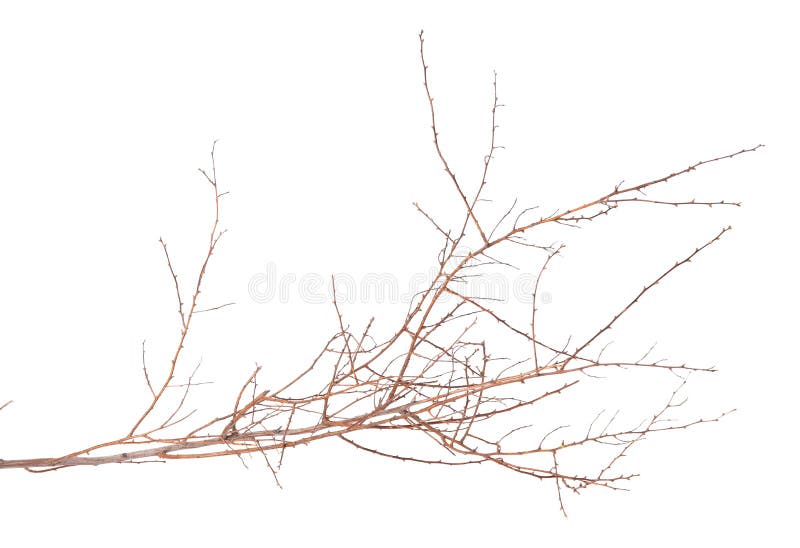 One Dry Tree Twig Isolated on White Stock Image - Image of piece, bough ...