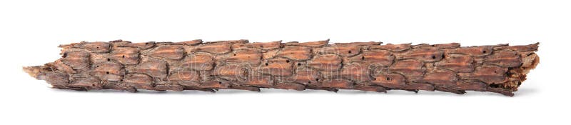 One Dry Tree Twig Isolated on White Stock Photo - Image of forest ...