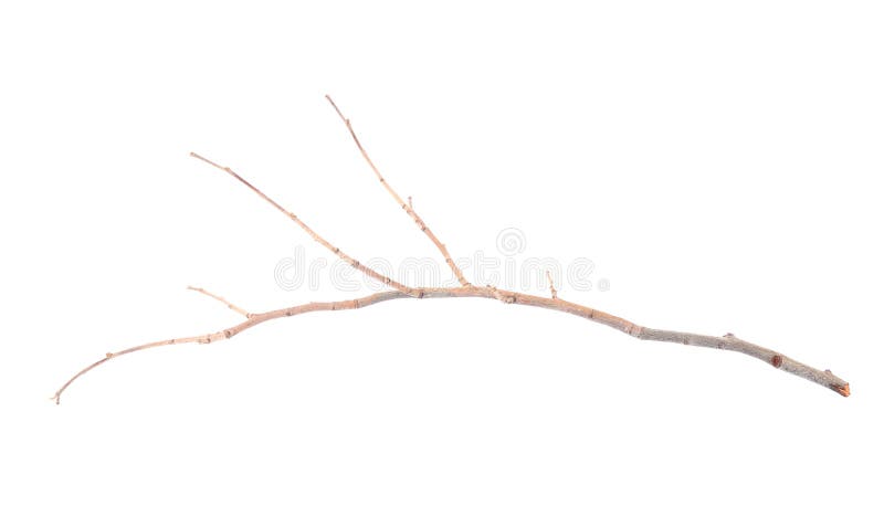 One Dry Tree Twig Isolated on White Stock Photo - Image of stick ...