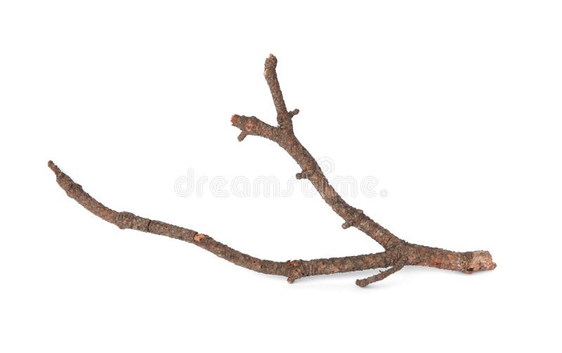One Dry Tree Twig Isolated on White Stock Photo - Image of biology ...