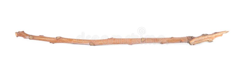 One Dry Tree Twig Isolated on White Stock Image - Image of seasonal ...