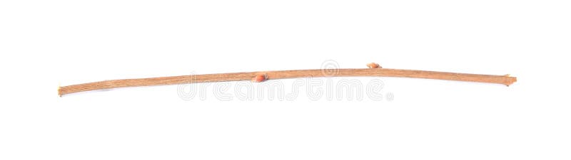 One Dry Tree Twig Isolated on White Stock Image - Image of bough ...