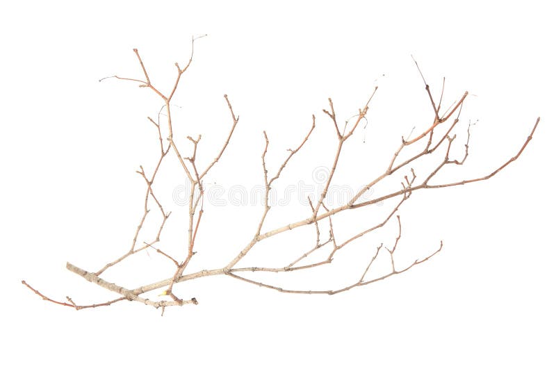 One Dry Tree Twig Isolated on White Stock Photo - Image of arid, fall ...