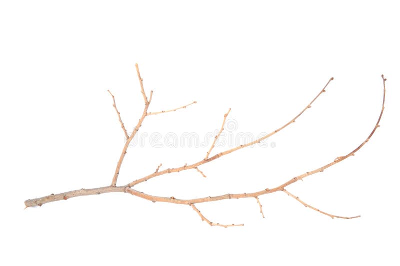 One Dry Tree Twig Isolated on White Stock Photo - Image of season ...