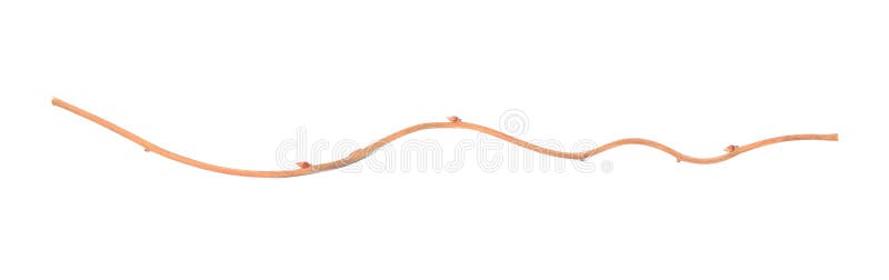 One Dry Tree Twig Isolated on White Stock Photo - Image of botany ...
