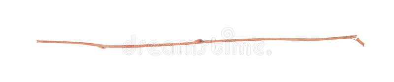 One Dry Tree Twig Isolated on White Stock Image - Image of botany ...