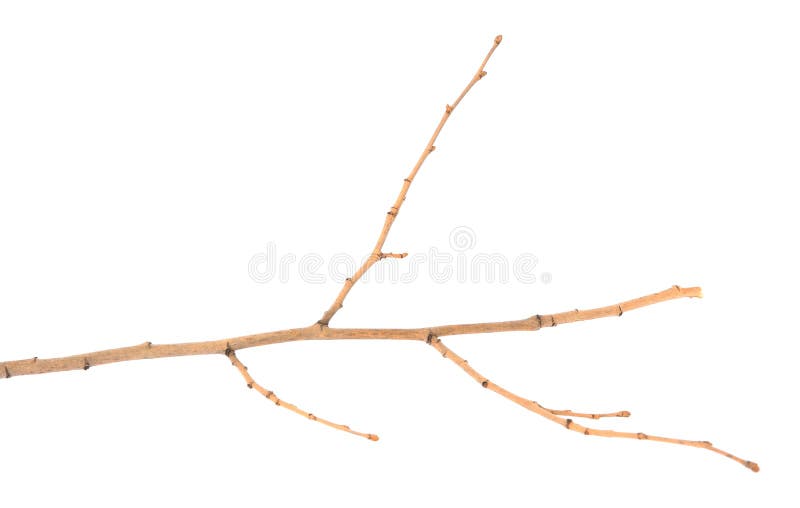One Dry Tree Twig Isolated on White Stock Photo - Image of bark ...
