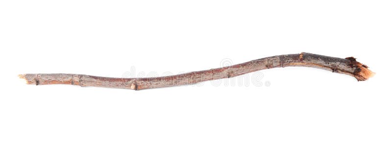 One Dry Tree Twig Isolated on White Stock Photo - Image of flora, arid ...