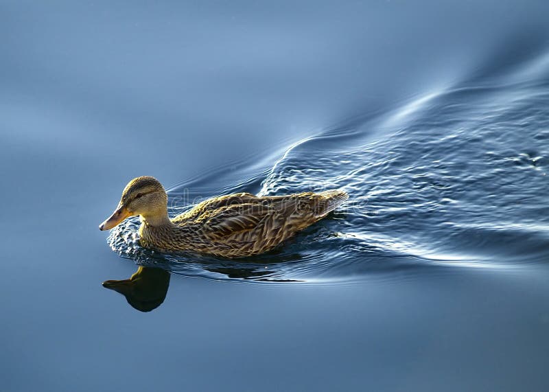 One Duck stock photo. Image of beak, smooth, feather, paddle - 2913632
