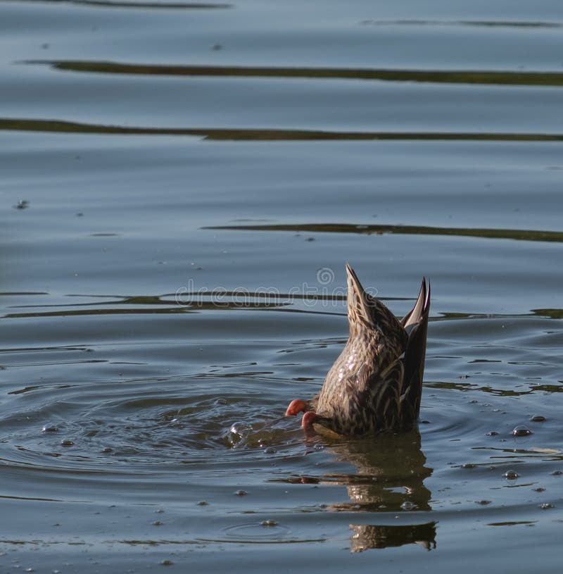 Funny Duck Meme Printable Stock Photos - Free & Royalty-Free Stock ...