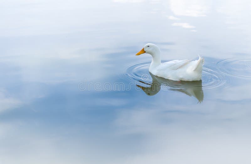 One duck in calm scene stock image. Image of farming - 91604095