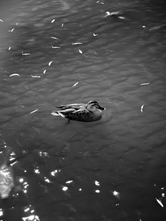 One Duck Crossing the Screen Stock Photo - Image of animal, goose ...