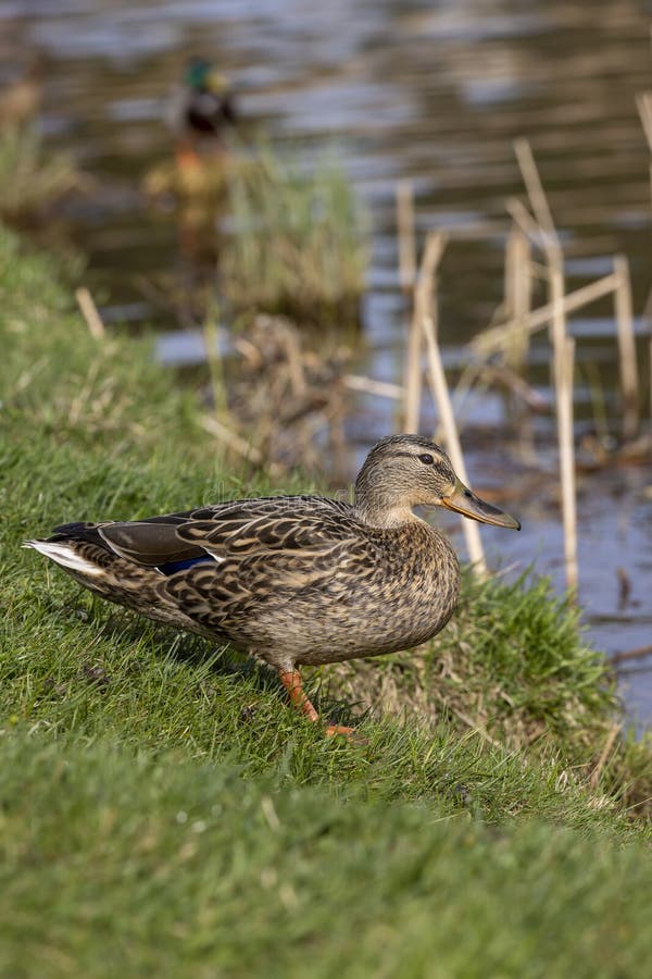 One Duck on a Lake Birch in Sunny Weather Stock Image - Image of ducks ...