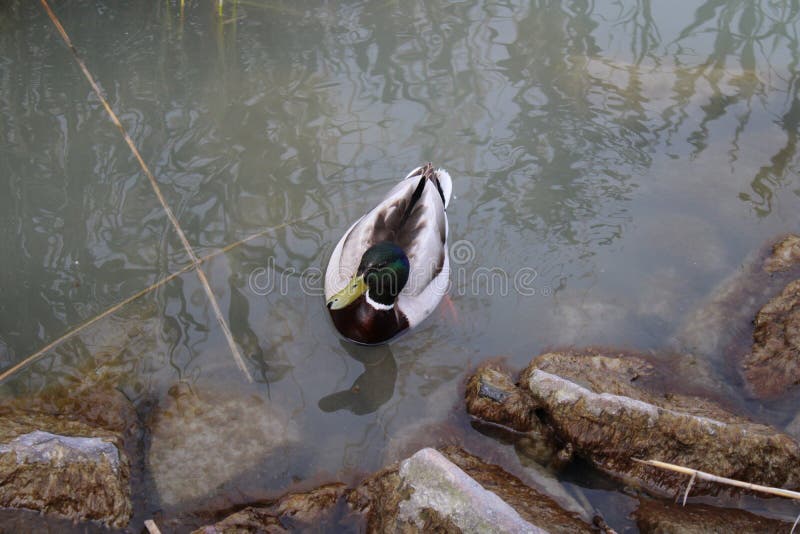 One duck on a lake stock image. Image of clear, duck - 162332077