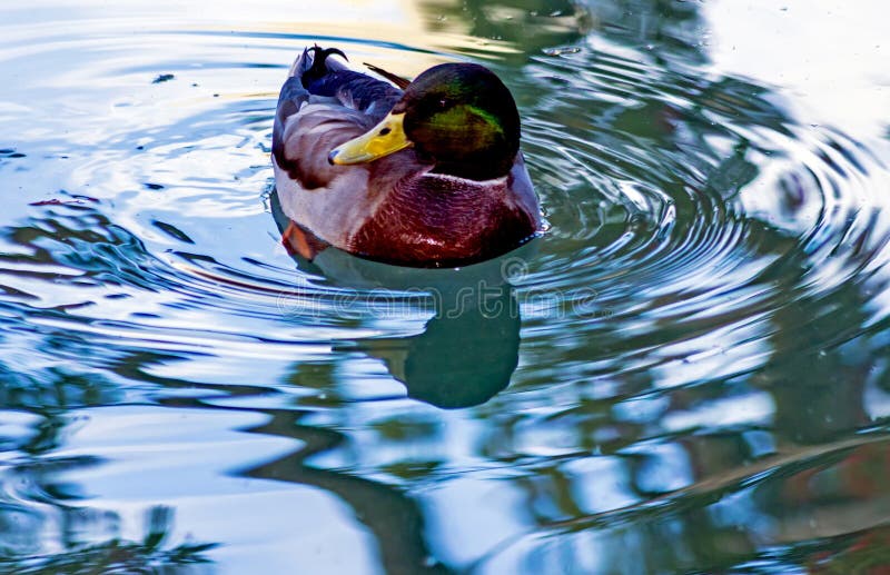 One duck close-up. stock photo. Image of pondcalifornia - 125412758