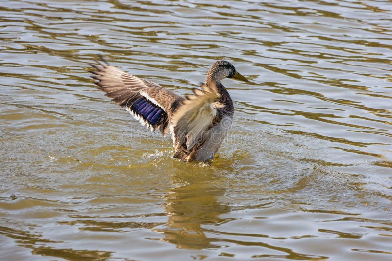 One Duck with Raised Wings in the Lake in Summer Stock Photo - Image of ...